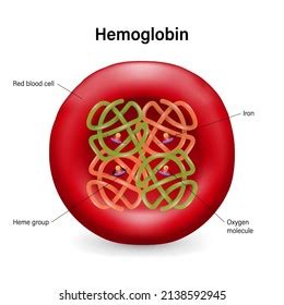 Red Blood Cell Hemoglobin Structure Human Stock Illustration 775941325
