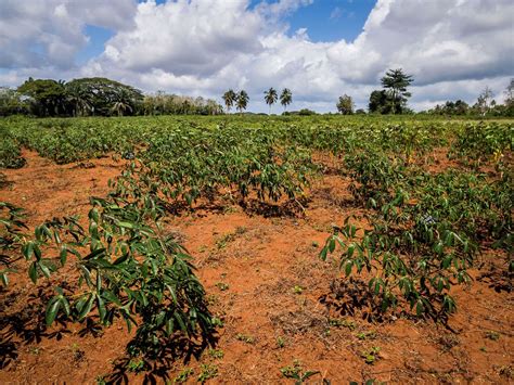 Zanzibars Spice Plantations Tanzania