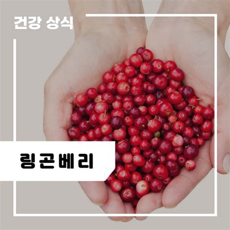 링곤베리 효능 및 부작용 구매 가이드 링곤베리 퓨레 글루타치온 네이버 블로그