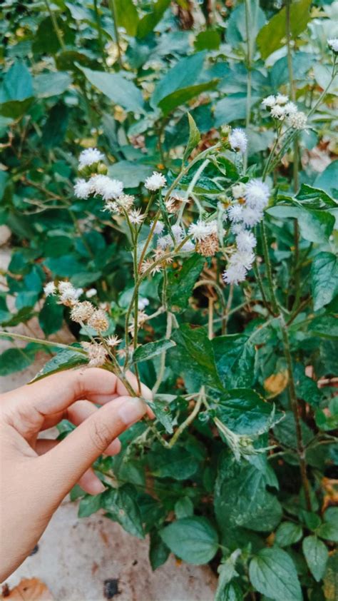 Bunga Cantik Wallpaper Flowers