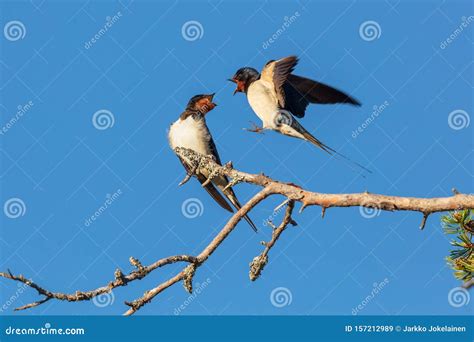 Barn Swallow Couple In Courtship Display Stock Image Image Of Flying