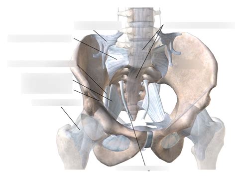 Hip Joint And Pelvic Femur Ligaments Diagram Quizlet