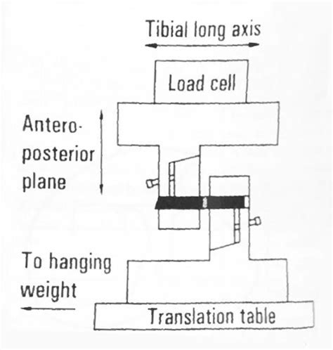 Figure 7 10 From Development Of A Finite Element Pelvis And Lower Extremity Model With Growth