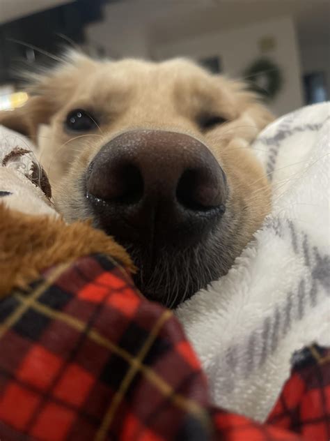 Does Anyone Elses Golden Hump Bite Or Claw At The Blanket You Use To