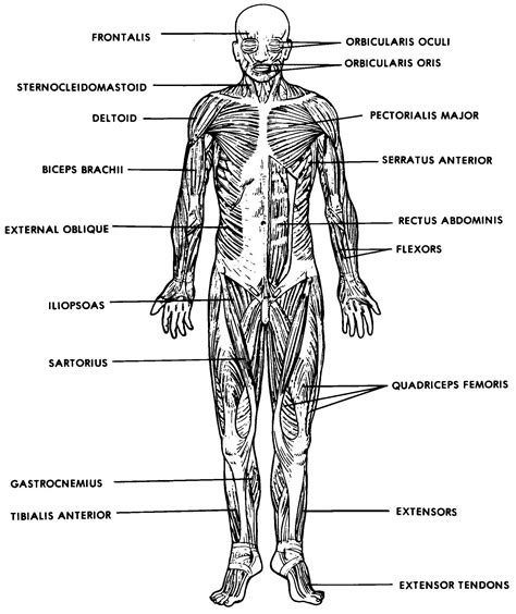 Human Muscular System Diagram