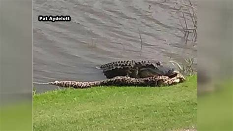 Snake Eats Alligator