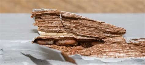 What Is Termite Frass A Action Pest Control