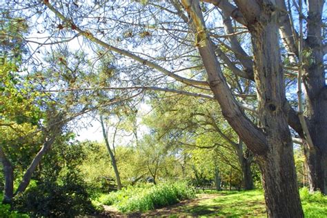 Roswilas Dream And Poetry Realm Branching Out Photo And They Cannot Prune You Non Dream