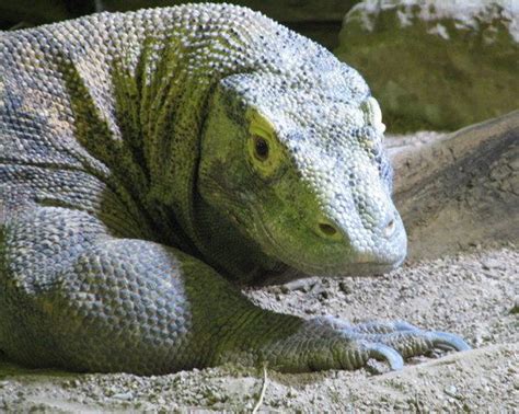 Free Cute Komodo Dragon Photos And Pictures Freeimages
