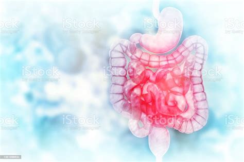 Anatomía Del Sistema Digestivo Humano Foto De Stock Y Más Banco De