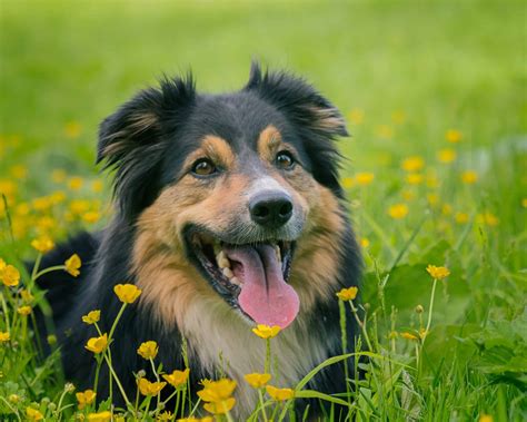Collie