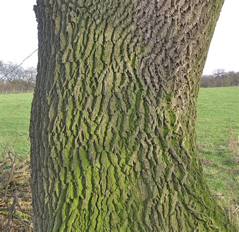 Ash Tree Guide UK Common Ash Tree Identification