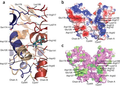 Details Of The Interaction Interface A Close Up Of The A B Chain