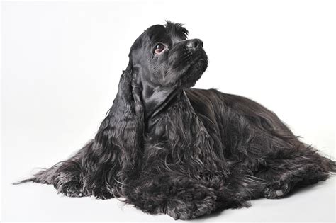 American Cocker Spaniel Cute And Compact