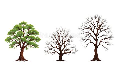 Three Trees In Different Stages Of Life Showing The Cycle Of Growth And