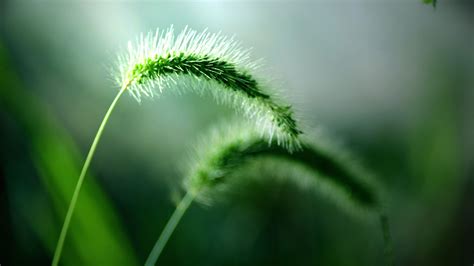 Grass Desktop Wallpapers Top Free Grass Desktop Backgrounds