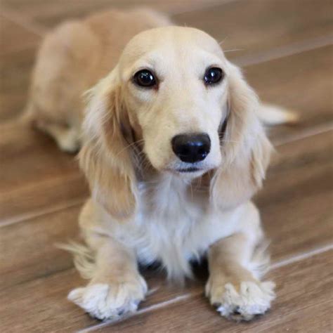 Blonde Dachshund Petsidi