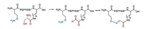 Amide Bond Formation In Cyclization Amide Bond Cyclization Qyaobio
