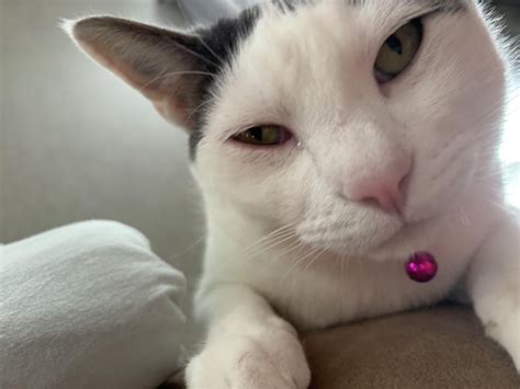 What Could Be Wrong With My Cats Eye Rcats