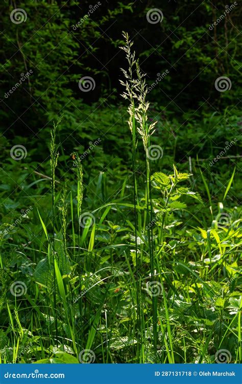 Meadow Grass Meadow With The Tops Of Stele Panicles Poa Pratensis