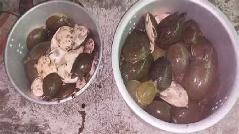 Illegal Turtle Trade Busted In Odisha 1 Arrested