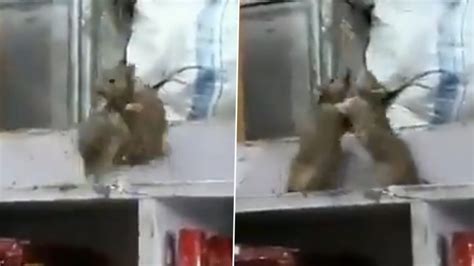 Clash Of Rats Funny Video Of Two Rodents Fighting Intensely In A