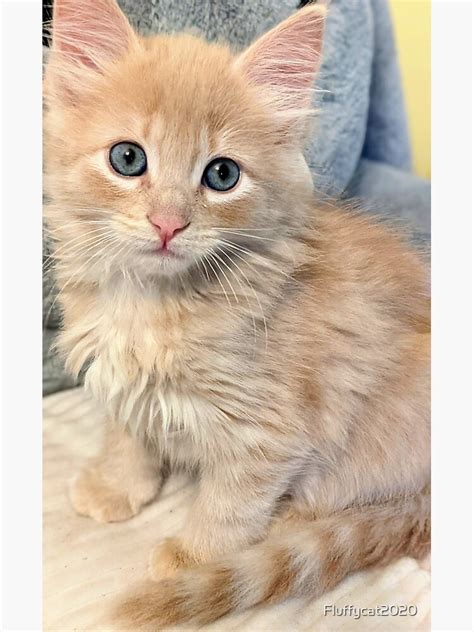 Cute Ginger Tiger Striped Ragdoll Maine Coon Kitten Poster For Sale