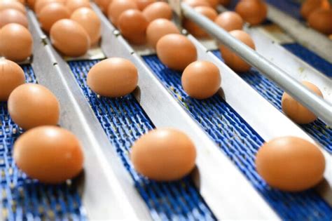 How Pasteurization Keeps Your Eggs Other Foods Free Of Deadly