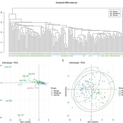Hierarchical Clustering With Dendrogram And Principal Component