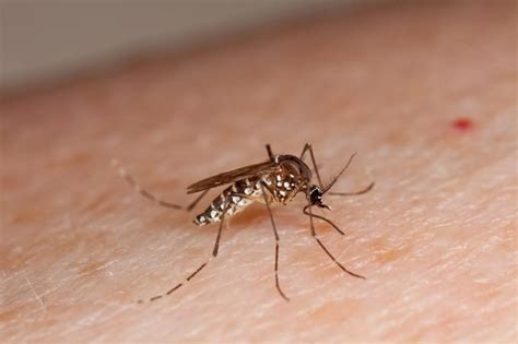 Dengue In Mexico Why Cases Are Spiking And Whos Most At Risk Pathogenos