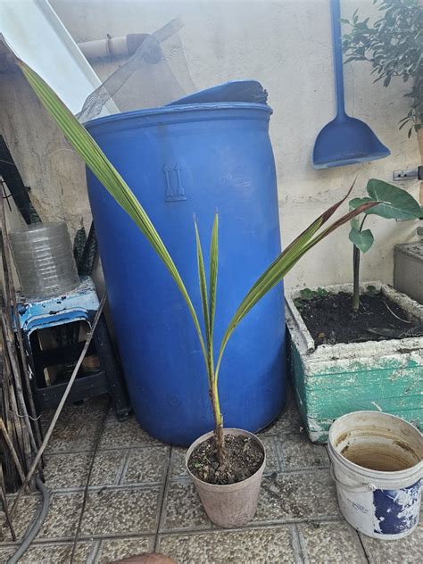 Dwarf Coconut Furniture And Home Living Gardening Plants And Seeds On