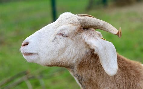 500 무료 머리 염소 And 염소 이미지 Pixabay
