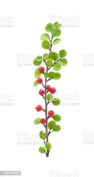 흰색에 고립 된 열매가있는 Cotoneaster 가지 0명에 대한 스톡 사진 및 기타 이미지 0명 가을 계절 Istock