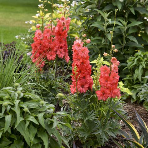 Delphinium Red Lark New 2025 Little Red Nursery Llc