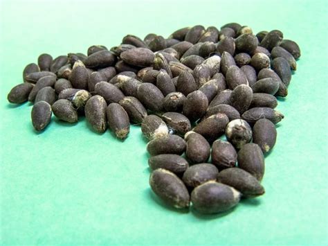 Coca Seed Images Libres De Droit Photos De Coca Seed Depositphotos