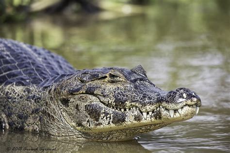 Arvind Agrawal Arvind Agrawal S Photos