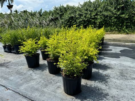 Buy The Sunshine Ligustrum Shrub Eureka Farms