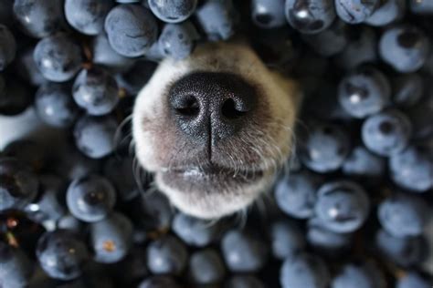 11 Best Superfoods For Dogs That May Improve Their Health