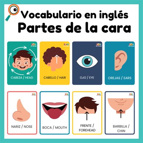 Partes De La Cara En Inglés Pdf Gratis Educamundo