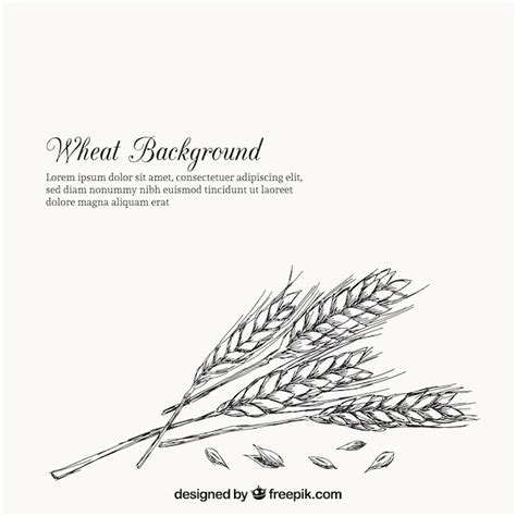 Free Wheat Background In Hand Drawn Style Nohatcc