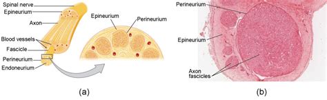 Peripheral Nerve Structure