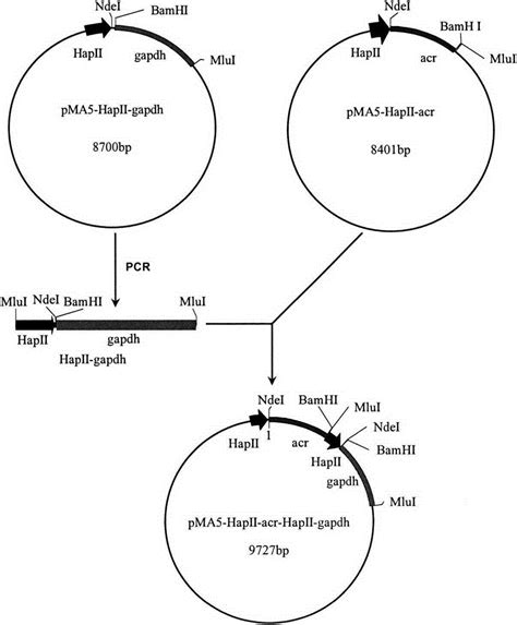 Increased Production Of 23 Butanediol In Bacillus Amyloliquefaciens By