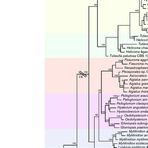 Hyphomycetes Species Associated With Leaf Litter Of Caesalpinia