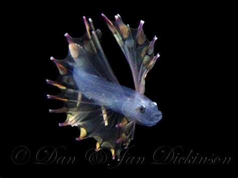 Larval Fishes The Australian Museum