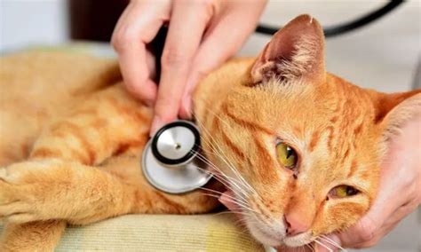 Cat Pneumonia Symptoms Survival Rate And Life Saving Treatment Guide For Owners