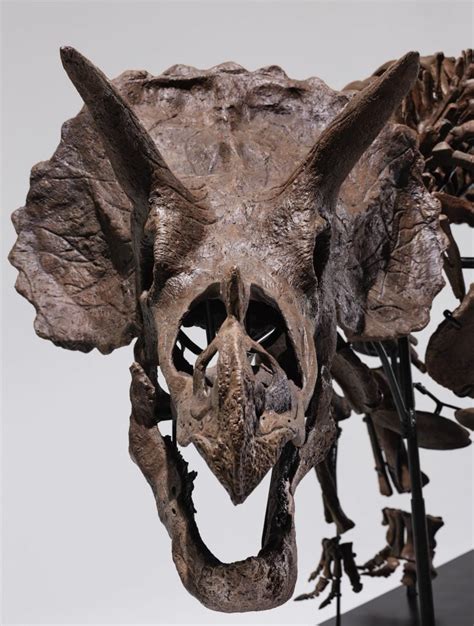 Triceratops Fossil Sells For Estimate Smashing 54 Million At Phillips