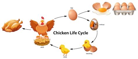 Science Du Cycle De Vie Du Poulet Vecteur Premium