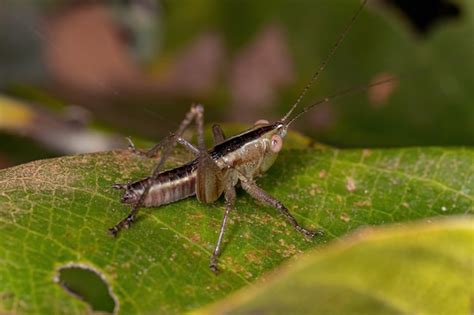 Premium Photo Lesser Meadow Katydid Nymph Of The Genus Conocephalus