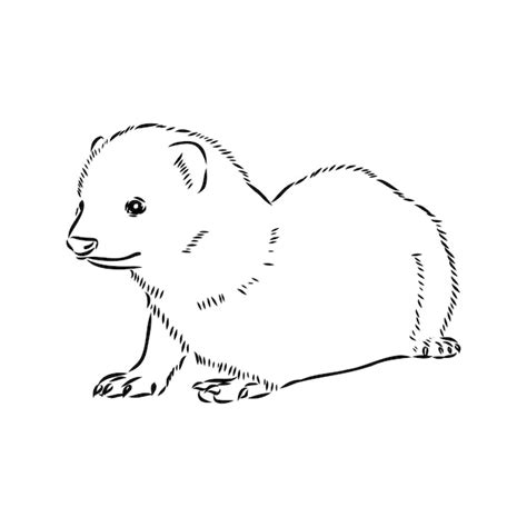 Dessin D Illustration De Vecteur De Furet Isolé Sur Illustration De