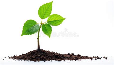 Single Tree Sapling Vibrant Green Leaves Stark White Clean Leaf